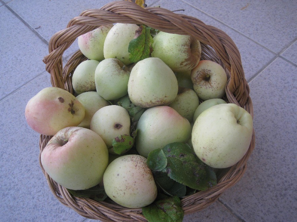 Viver Parambos: Frutos do Outono, Maçãs