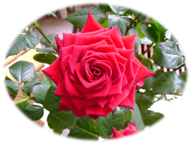 foekie's fashion: Geen hexjes, wel een roos en vingerhoedjes