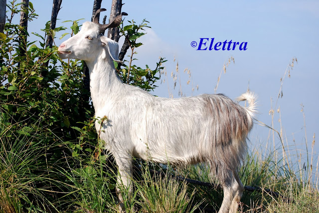 Ad Maiora: Le capre