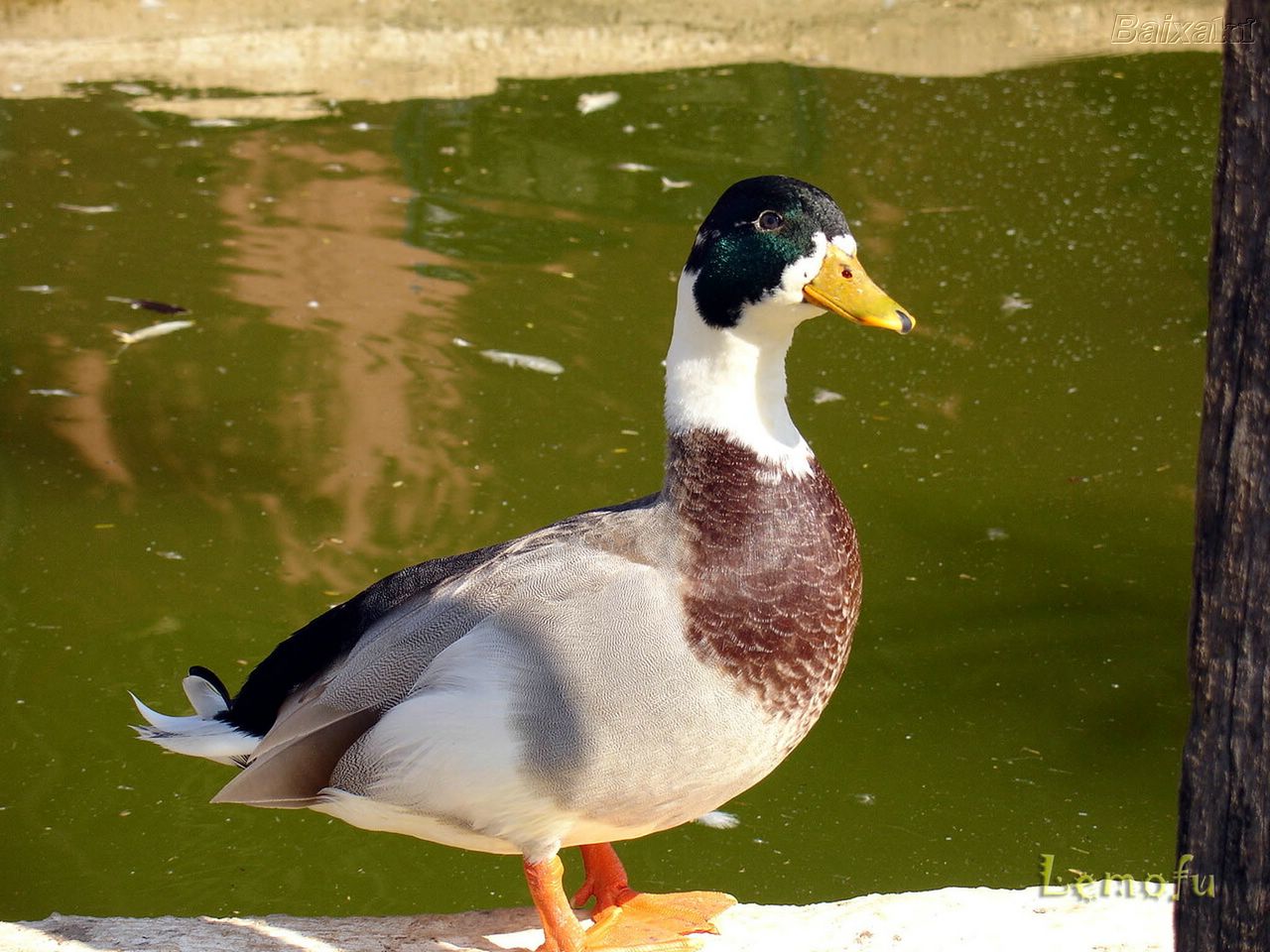 ALFA & ÔMEGA: A HISTÓRIA DO PATO