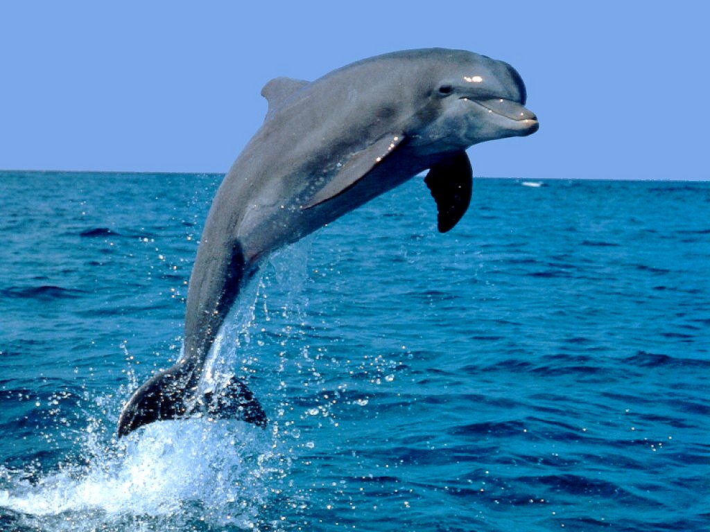 Animales: Delfin.