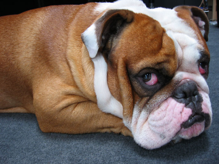 PETS: Bulldog