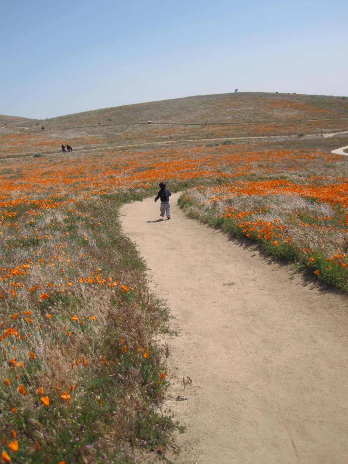 He also did a great job of resisting the urge to pluck a poppy. Thank God!