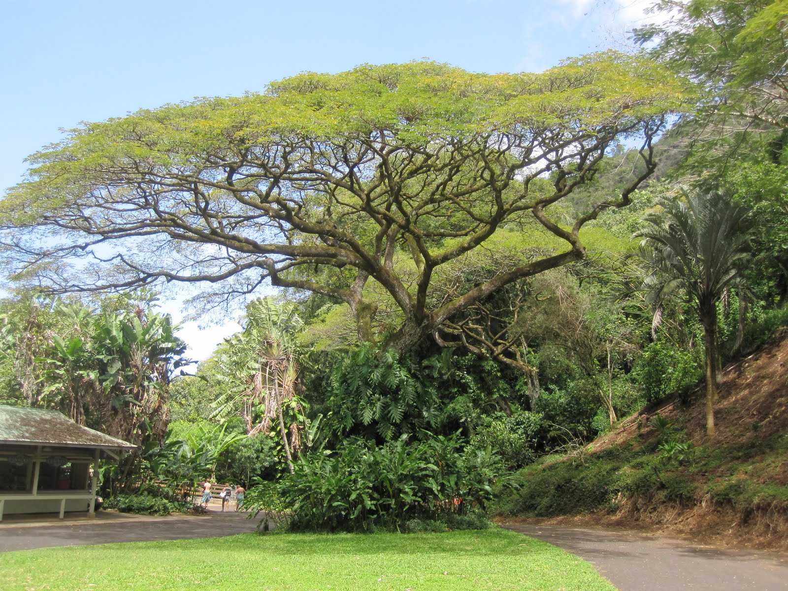 A Slice of Hawaiian Life at Waimea Valley - GoExploreNature.com