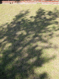 Fun Friday: Shadow Play - GoExploreNature.com