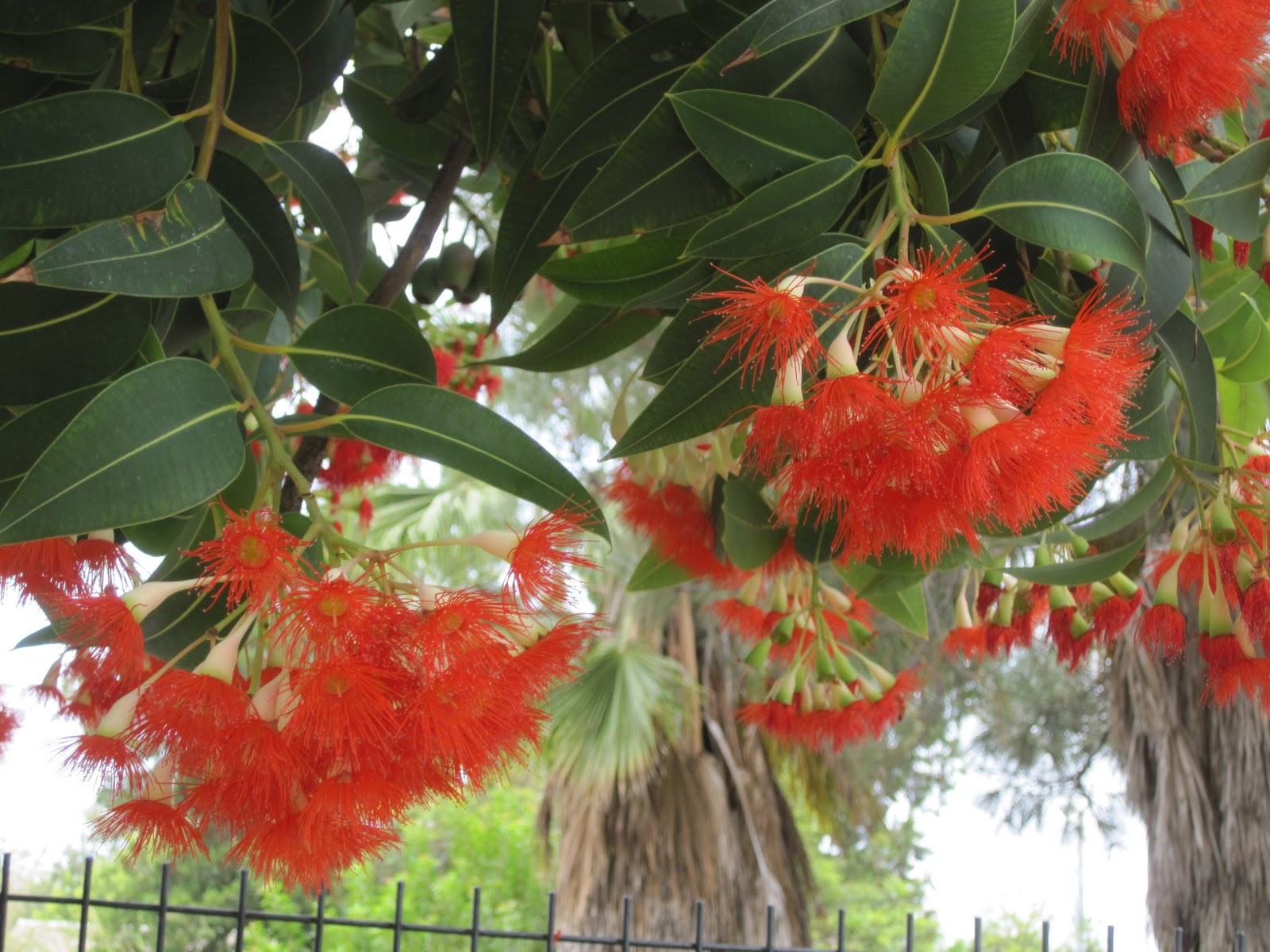 Exploring Nature in Hancock Park: The George C. Page Museum & the La ...