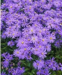 plantas de mi jardin: Aster