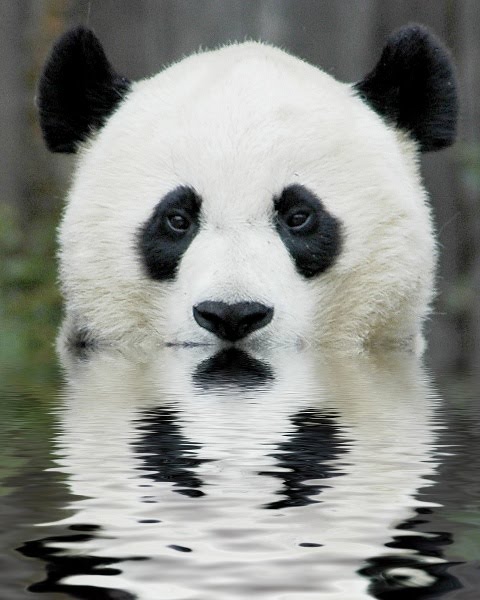 Morton's Musings: Swimming panda