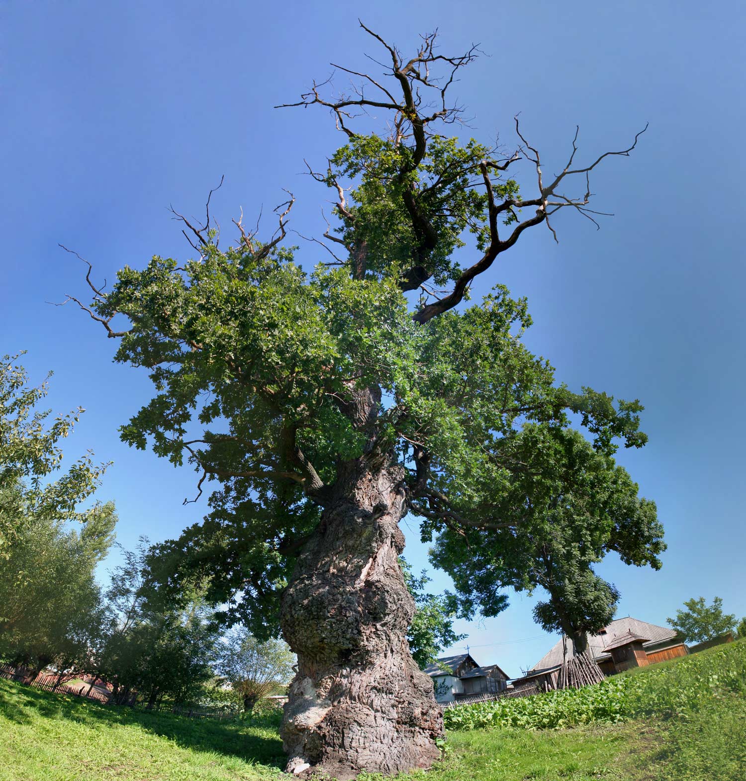 Pretuieste sanatatea