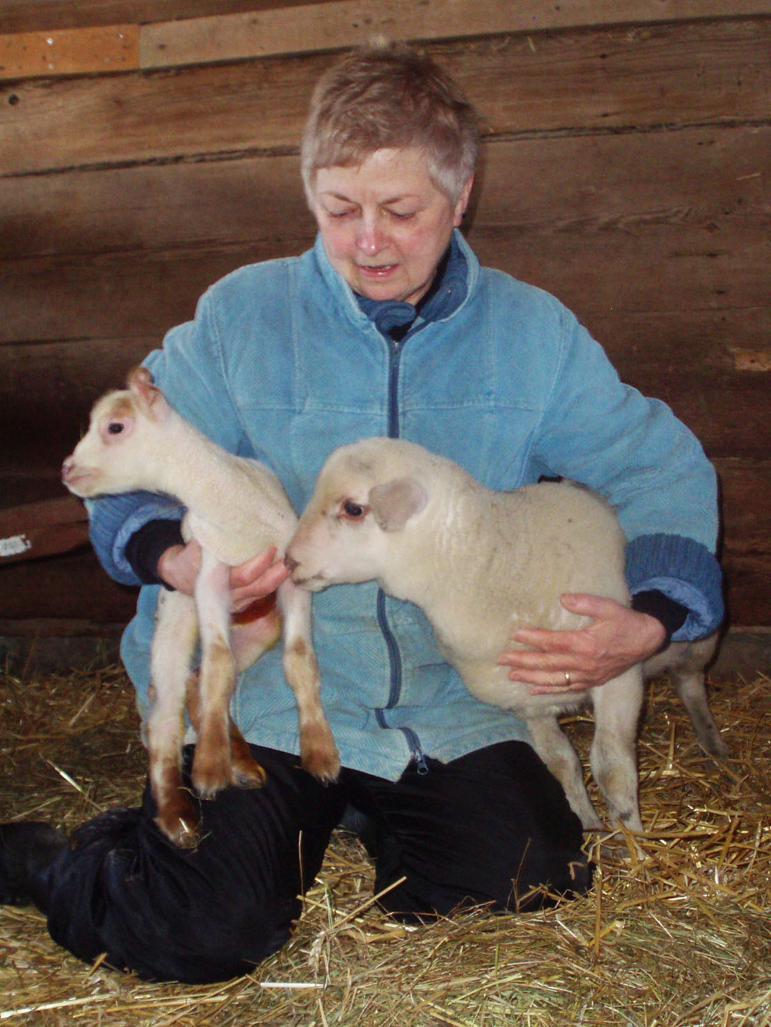 Shoulder deep in sheep: Lambing is over (we think)