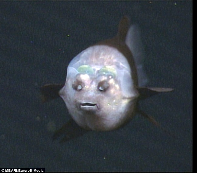 UNBELIEVABLE strangest things in the world