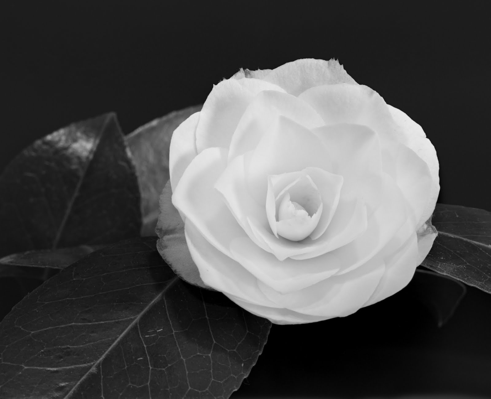 510-Pyro: Jim Byers on Stand Development