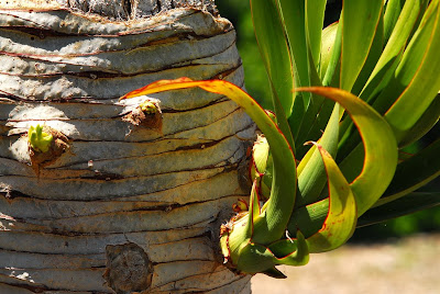 PlantWerkz: Dragon Tree - Dracaena Draco