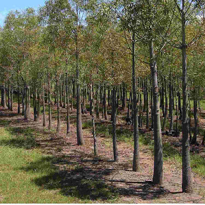 PlantWerkz: Bottle Tree - Brachychiton Rupestris