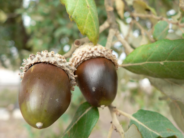 Á R B O L E S (T R E E S) y P A L M E R A S (P A L M S): Quercus suber ...