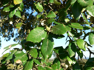 Á R B O L E S (T R E E S) y P A L M E R A S (P A L M S): Quercus suber ...