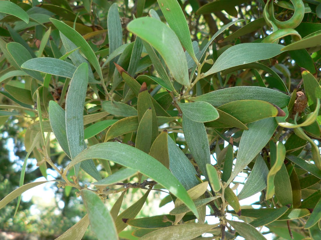 Á R B O L E S (T R E E S) y P A L M E R A S (P A L M S): Acacia ...