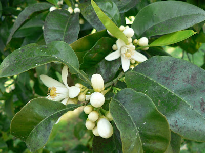 Á R B O L E S (T R E E S) y P A L M E R A S (P A L M S): Citrus ...