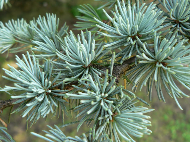 Á R B O L E S (T R E E S) y P A L M E R A S (P A L M S): Cedrus ...