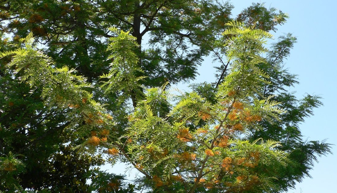 Á R B O L E S (T R E E S) y P A L M E R A S (P A L M S): Grevillea ...