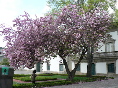 Á R B O L E S (T R E E S) y P A L M E R A S (P A L M S): Prunus ...