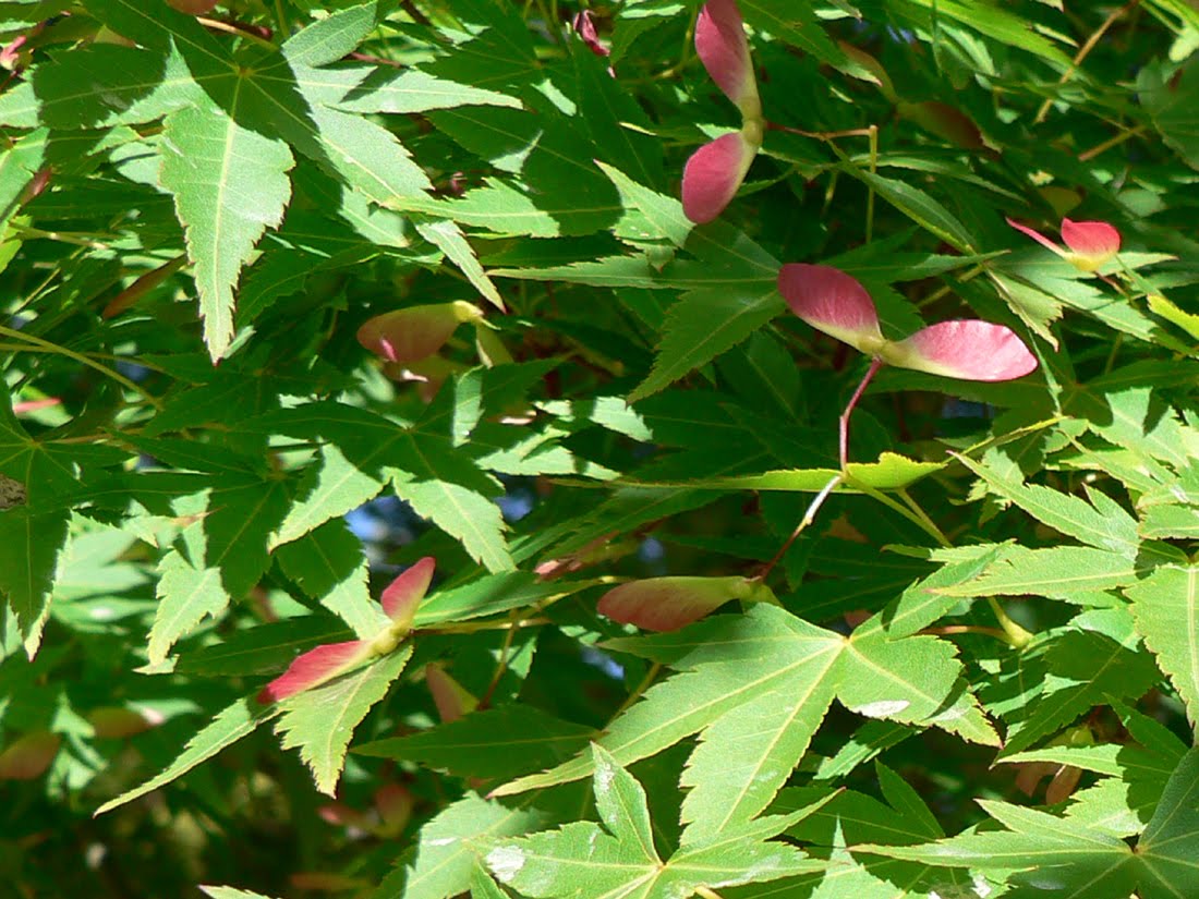 Á R B O L E S (T R E E S) y P A L M E R A S (P A L M S): Acer palmatum ...