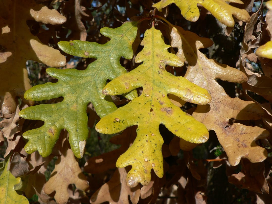 Á R B O L E S (T R E E S) y P A L M E R A S (P A L M S): Quercus ...