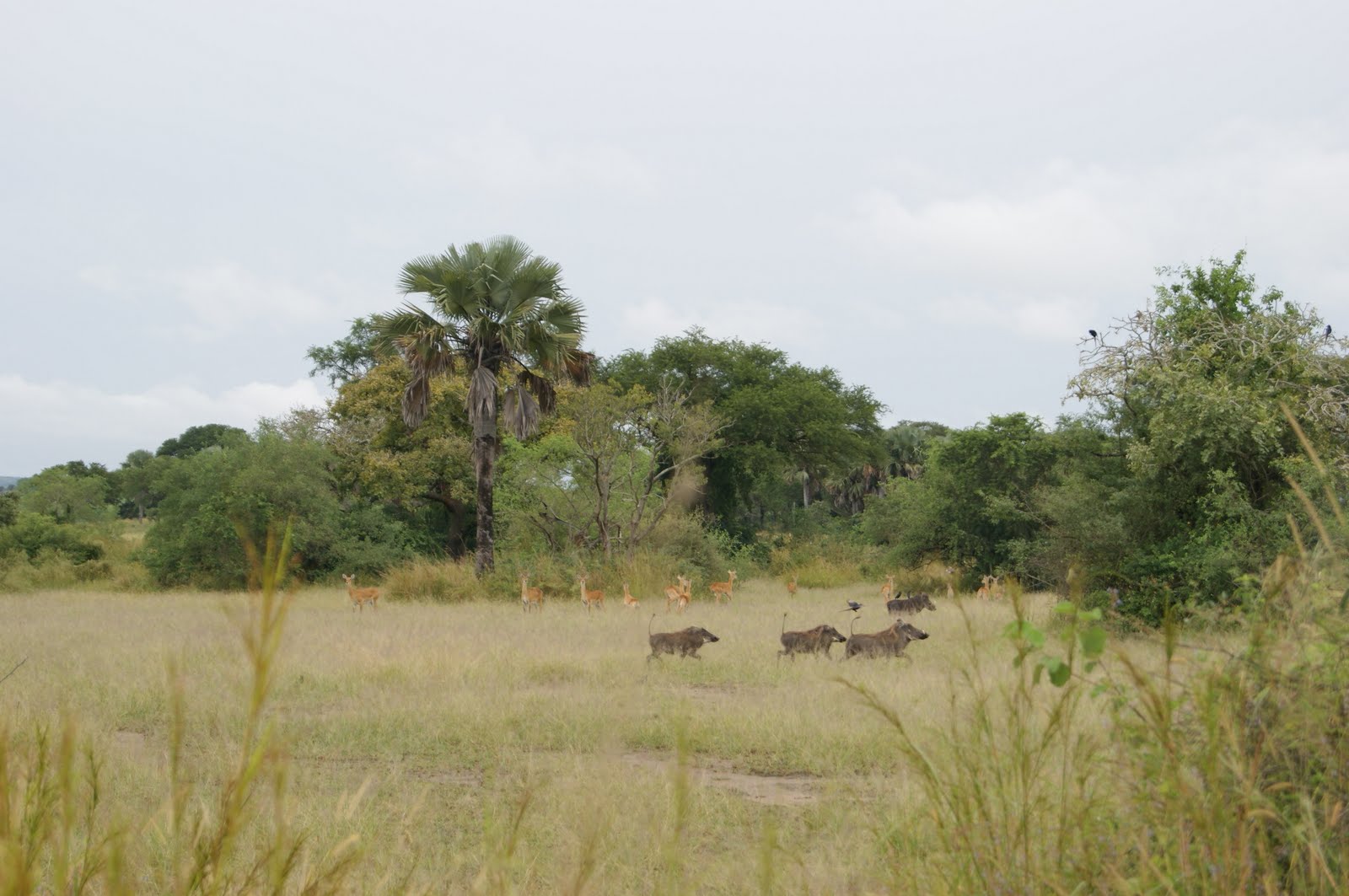 Dan's Blog: Nimule pictures 4.