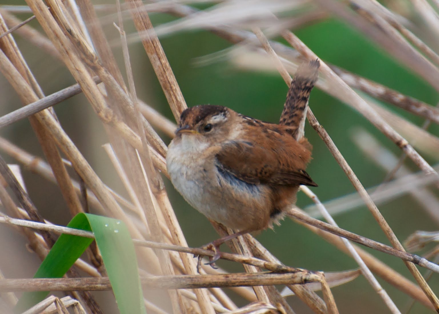 NW Bird Blog: Marsh Wren