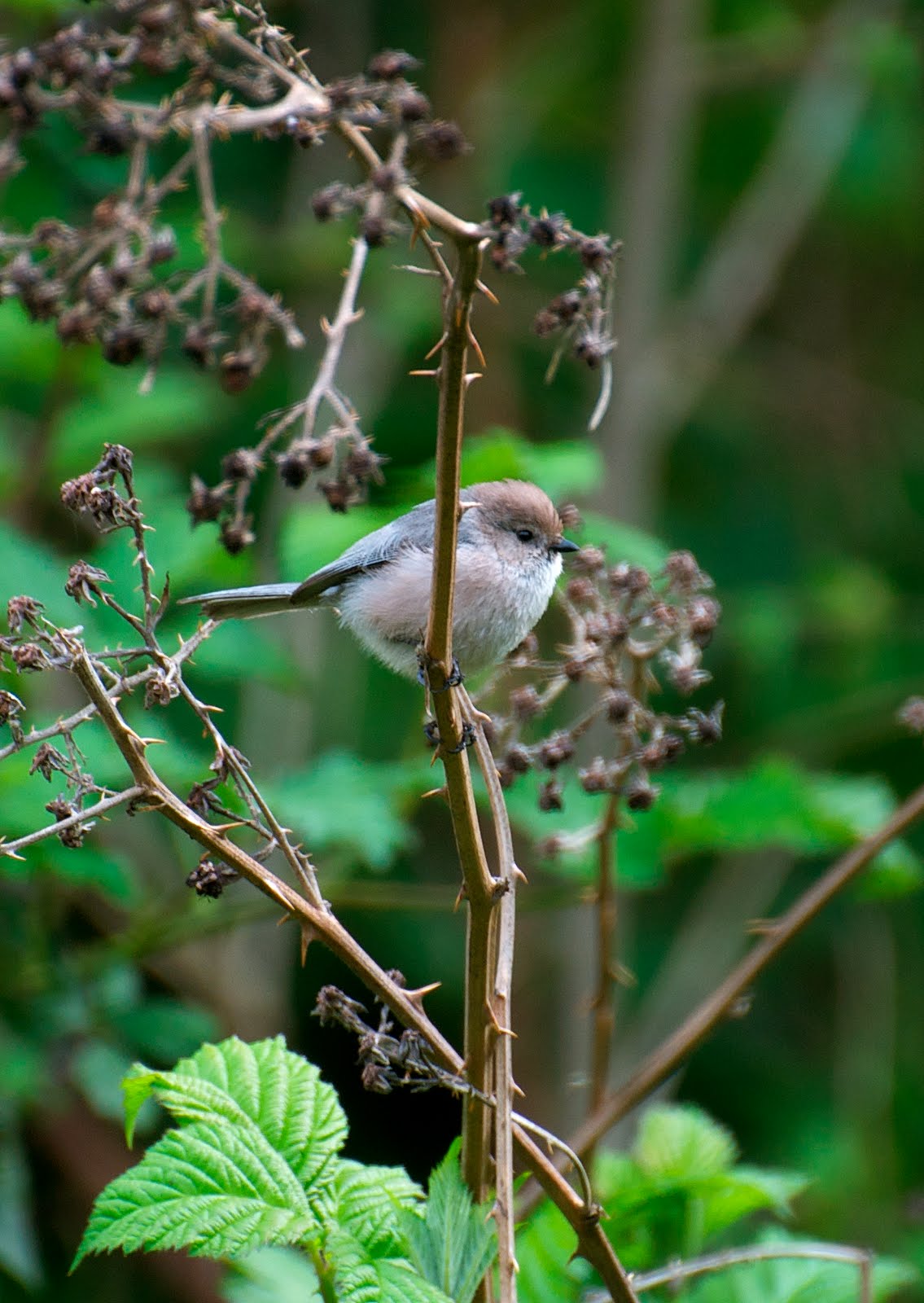 NW Bird Blog: Bushtit