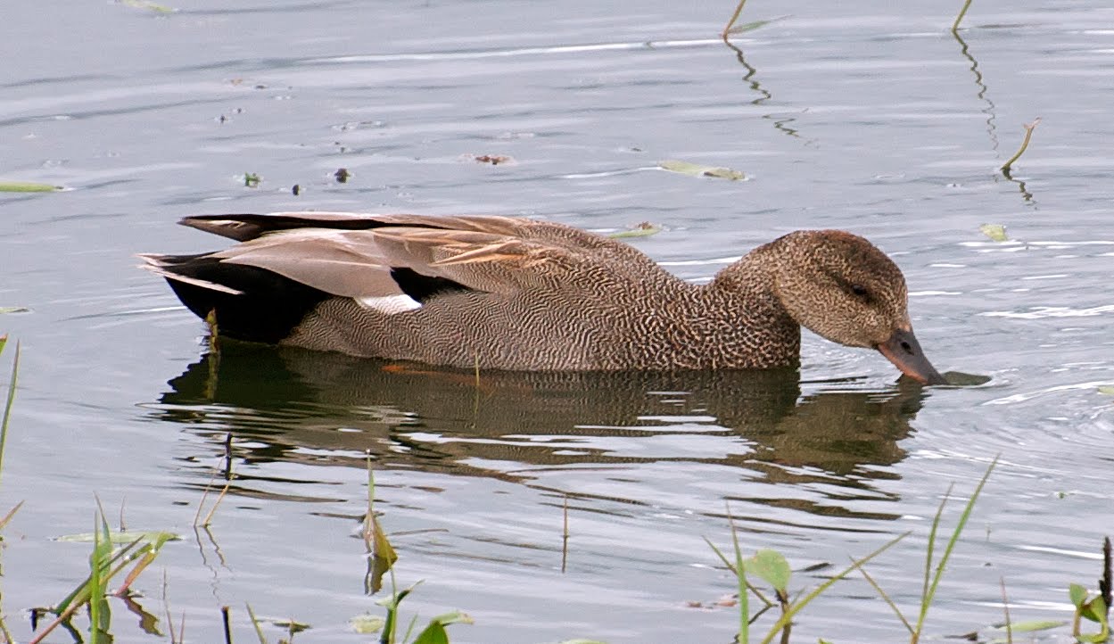 NW Bird Blog: Gadwall