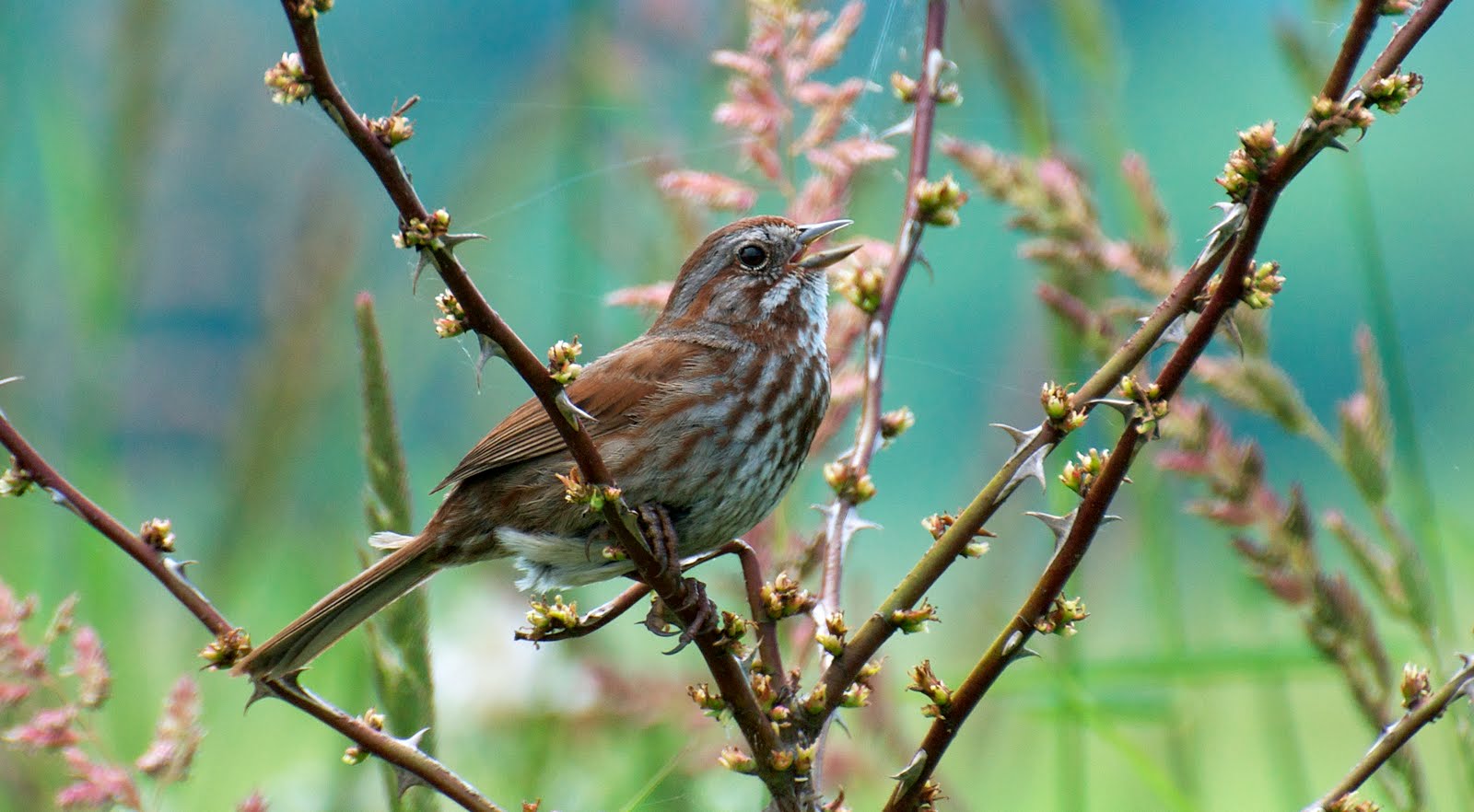 NW Bird Blog: Song Sparrow