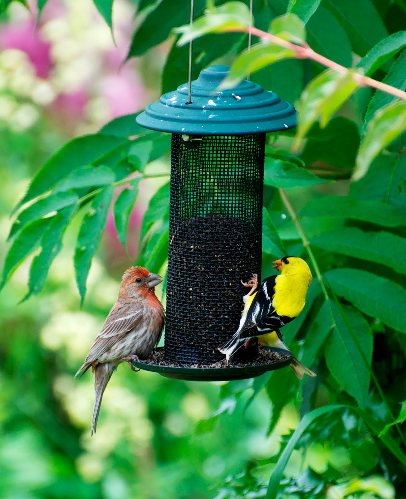 NW Bird Blog: American Goldfinch & House Finch