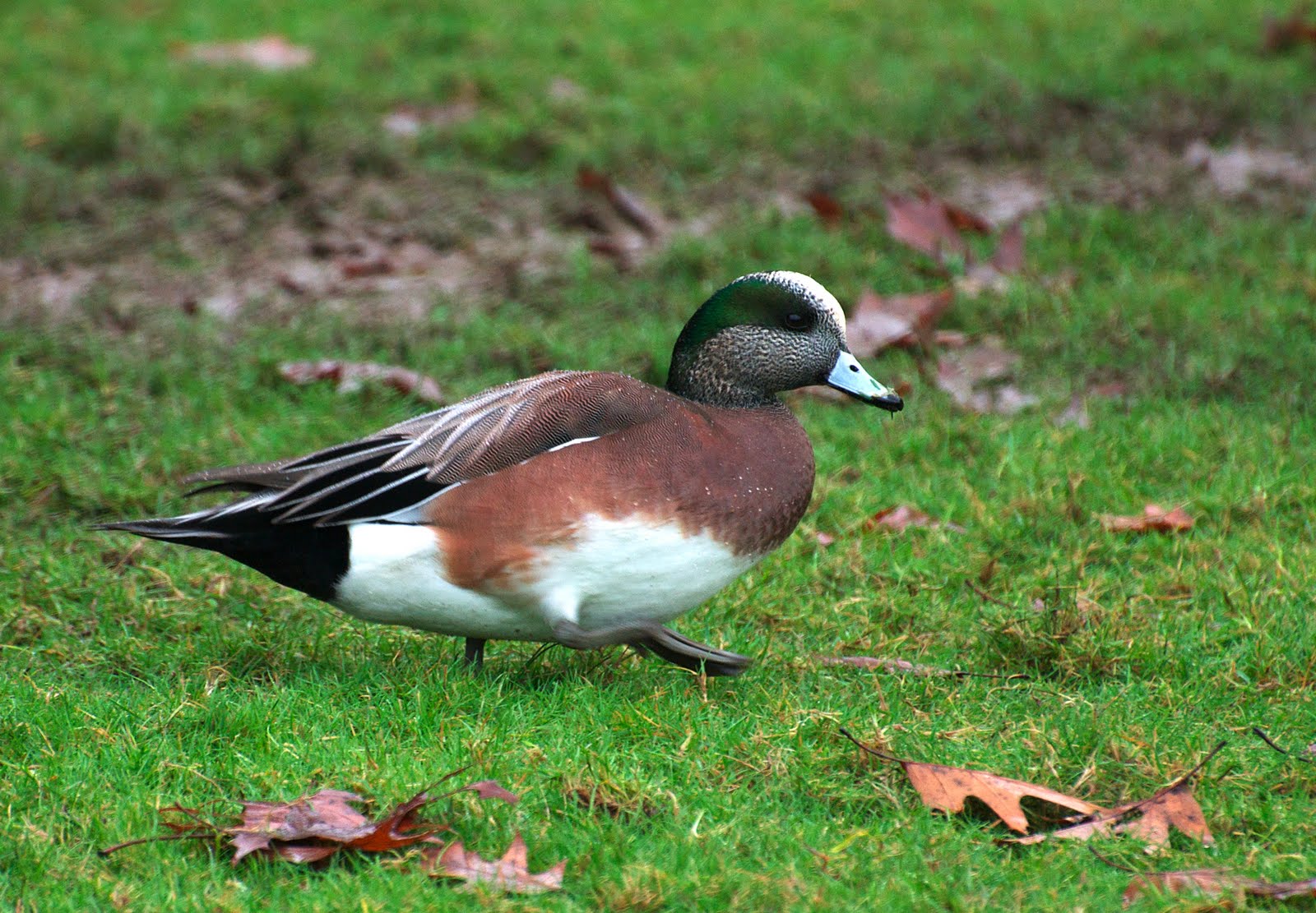 NW Bird Blog: American Wigeon