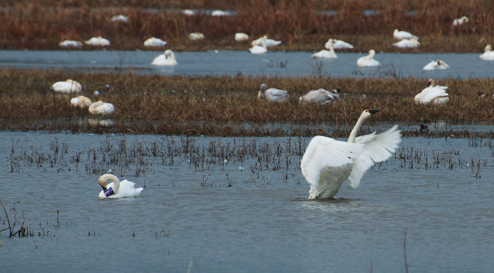 NW Bird Blog: Tundra Swan - Banded