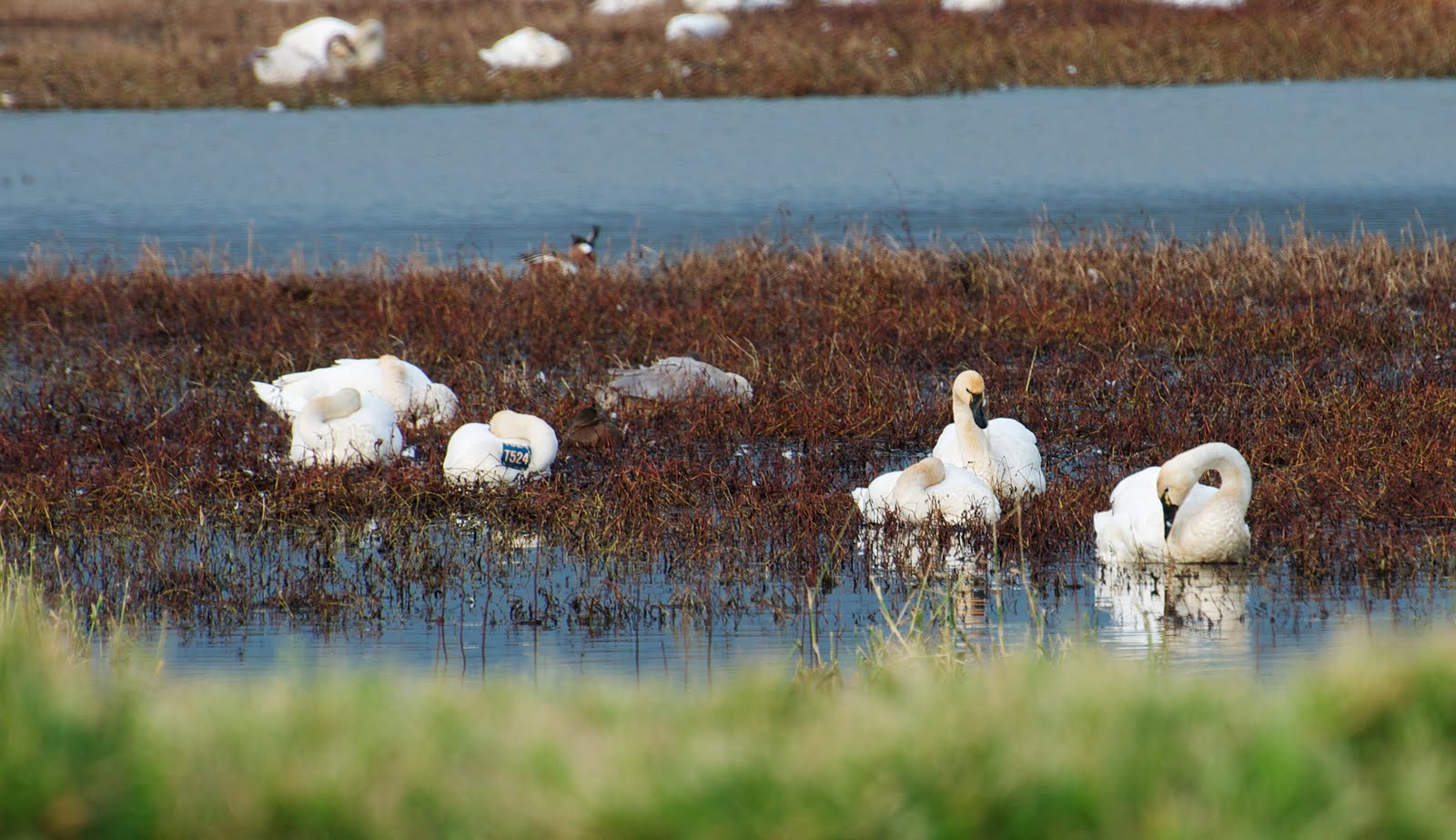 NW Bird Blog: Tundra Swan - Banded