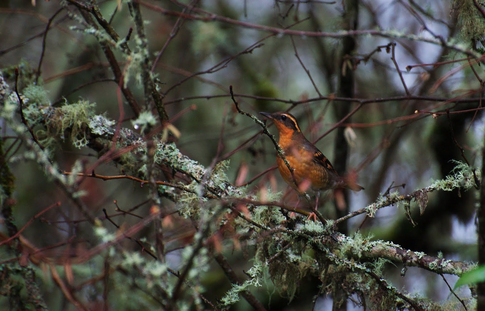 NW Bird Blog: Varied Thrush