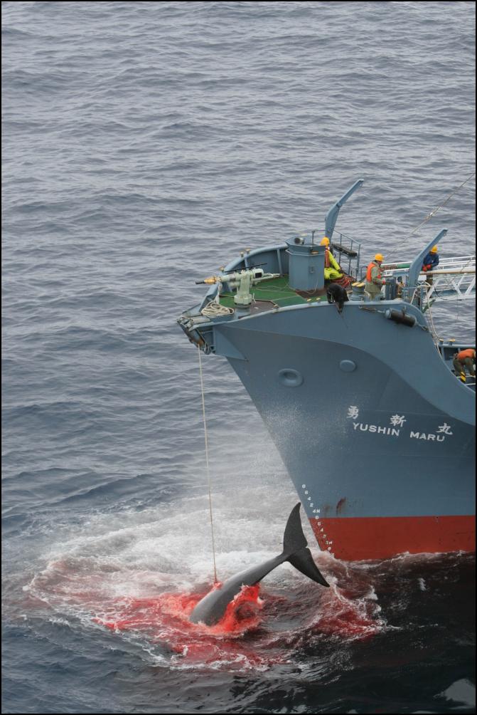 SCUTTLEBUTTS: THE CHANGING FACE OF NGOs: A Case Study of Greenpeace on ...