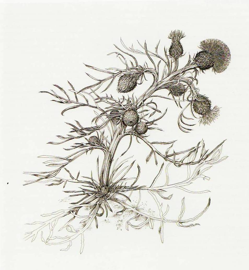 Losing Paradise?: Pitcher’s Thistle, Pen and Ink by Derek Norman, US