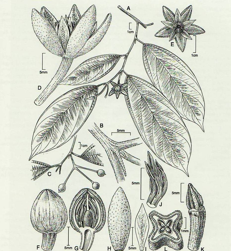 Losing Paradise?: Mortoniodendron, Pen, Brush, and Ink by Alice ...