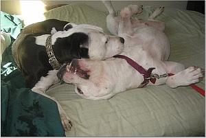 Lassie, Get Help: Toddler trains pit bull (with a little help from Mom)