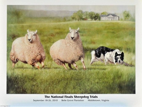 Lassie, Get Help: 2010 National Sheepdog Finals
