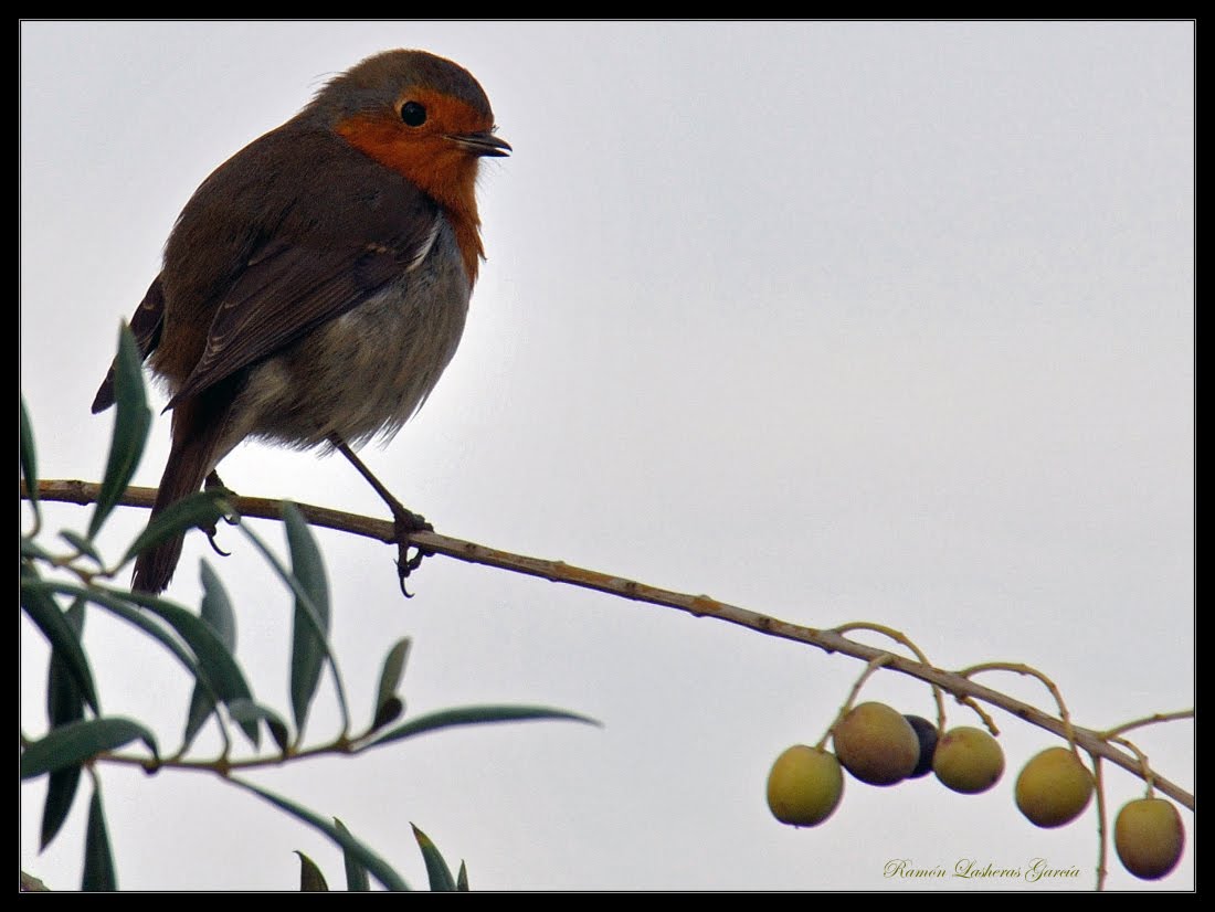 Una finestra al Delta: El pit-roig (erithacus rubecola)