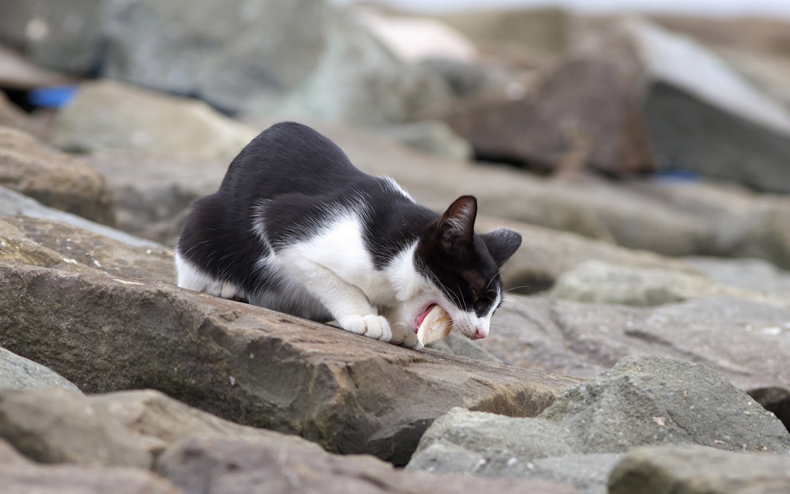 hdmaxs.blogspot.com: Cat Eating HD Wallpaper