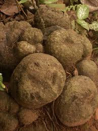 Umbi sehat, Herbal hebat: Gadung, camilan kesukaan keluarga