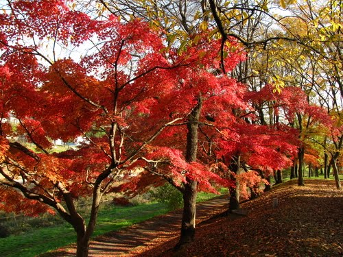 Studies of Plants and Wildlife: Musashino Park and Nogawa Park ...