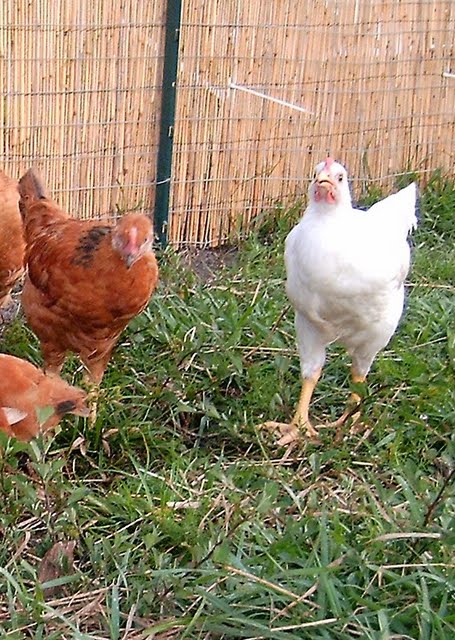 Homestead Light Condensed: The chick pics. Well adolescent chickens ...