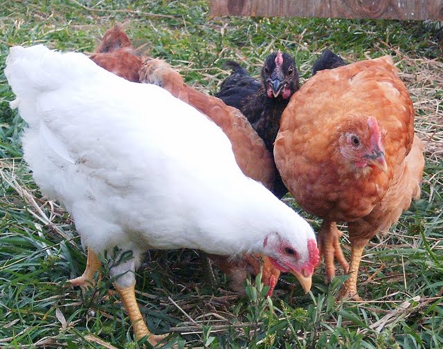 Homestead Light Condensed: The chick pics. Well adolescent chickens ...