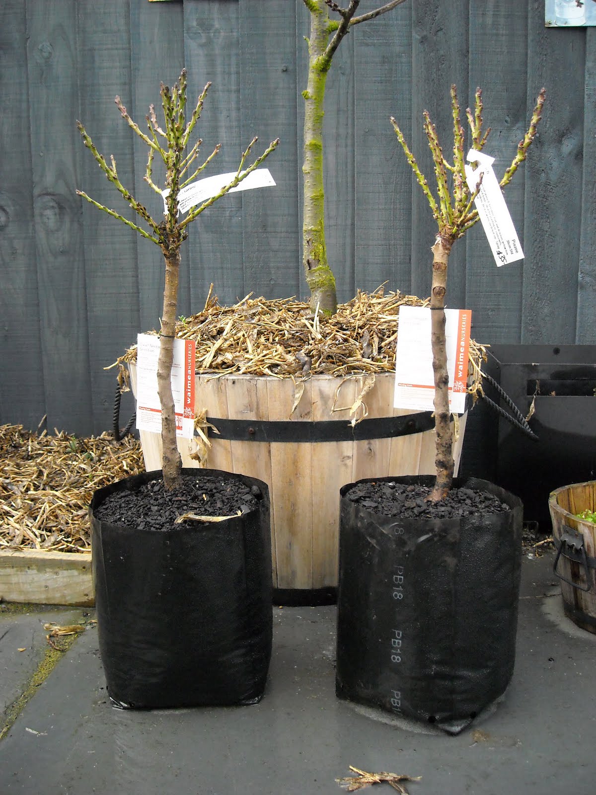 Suburban Homemade: Fruit Tree Friends