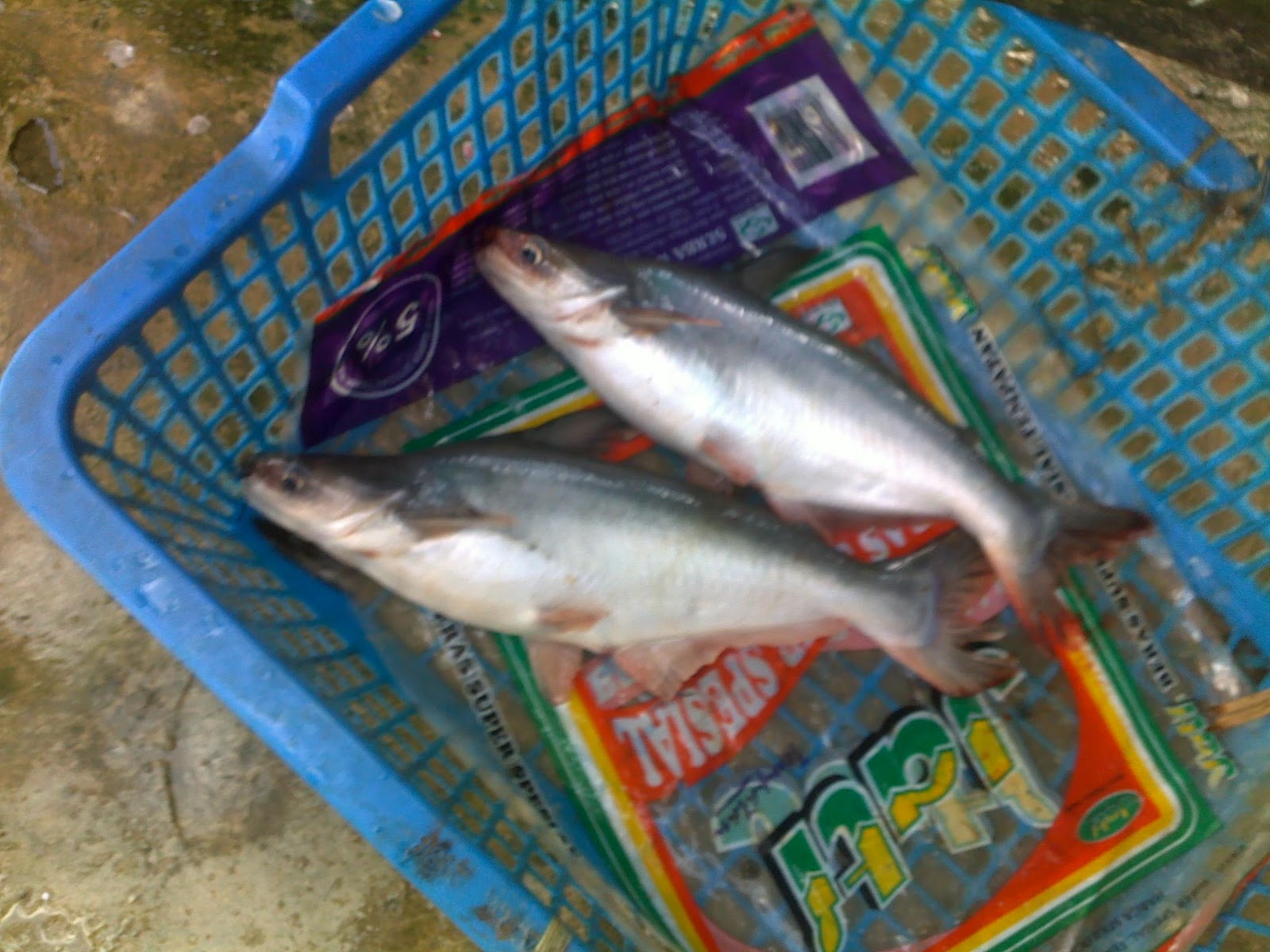 AKU, DIA DAN VANILLA......: Gulai Tempoyak Ikan Patin Pahang